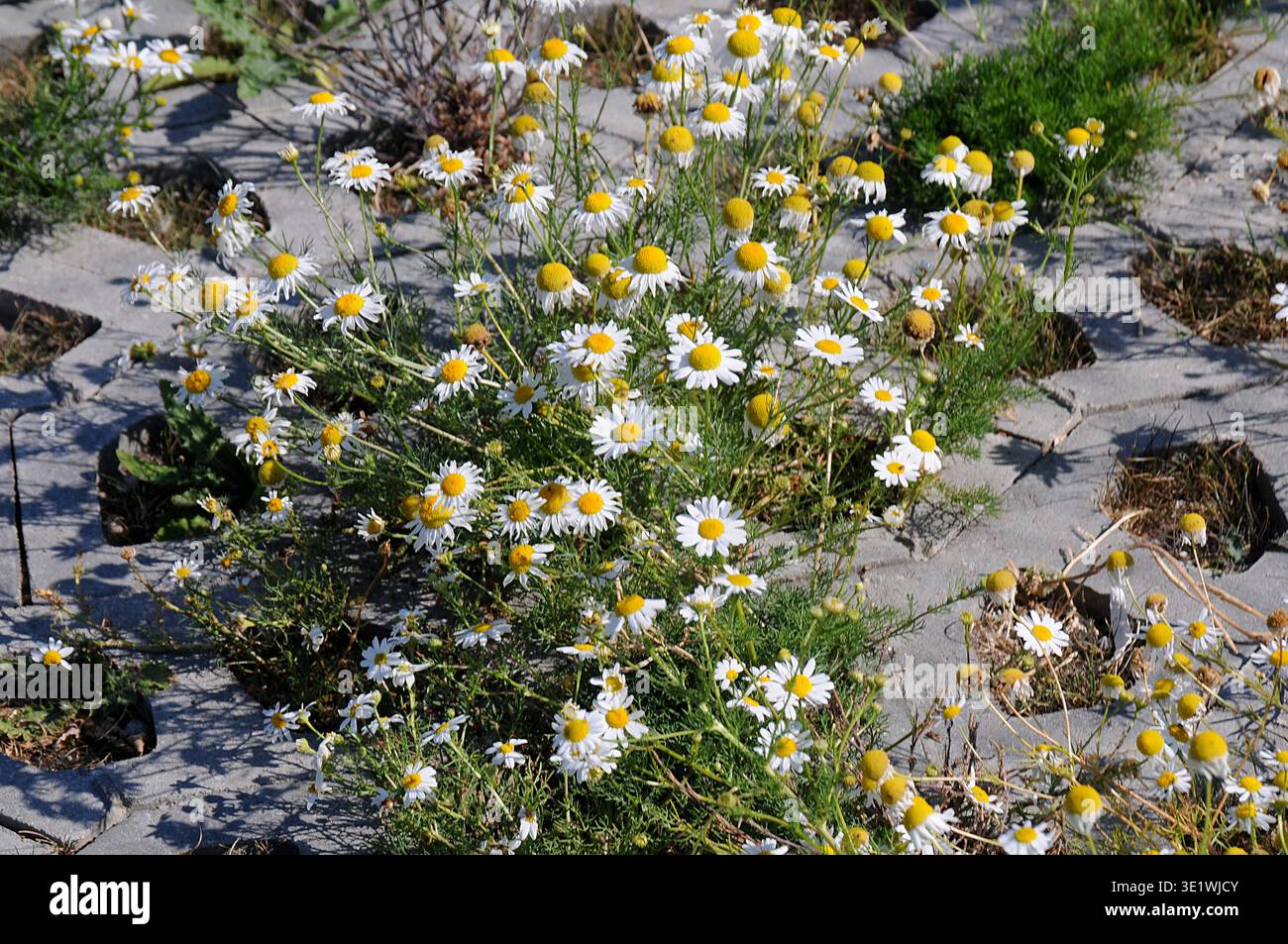 Copenhagen/Denmark 27.JULY 2018 Daisy flora in nature. . Photo.Francis ...