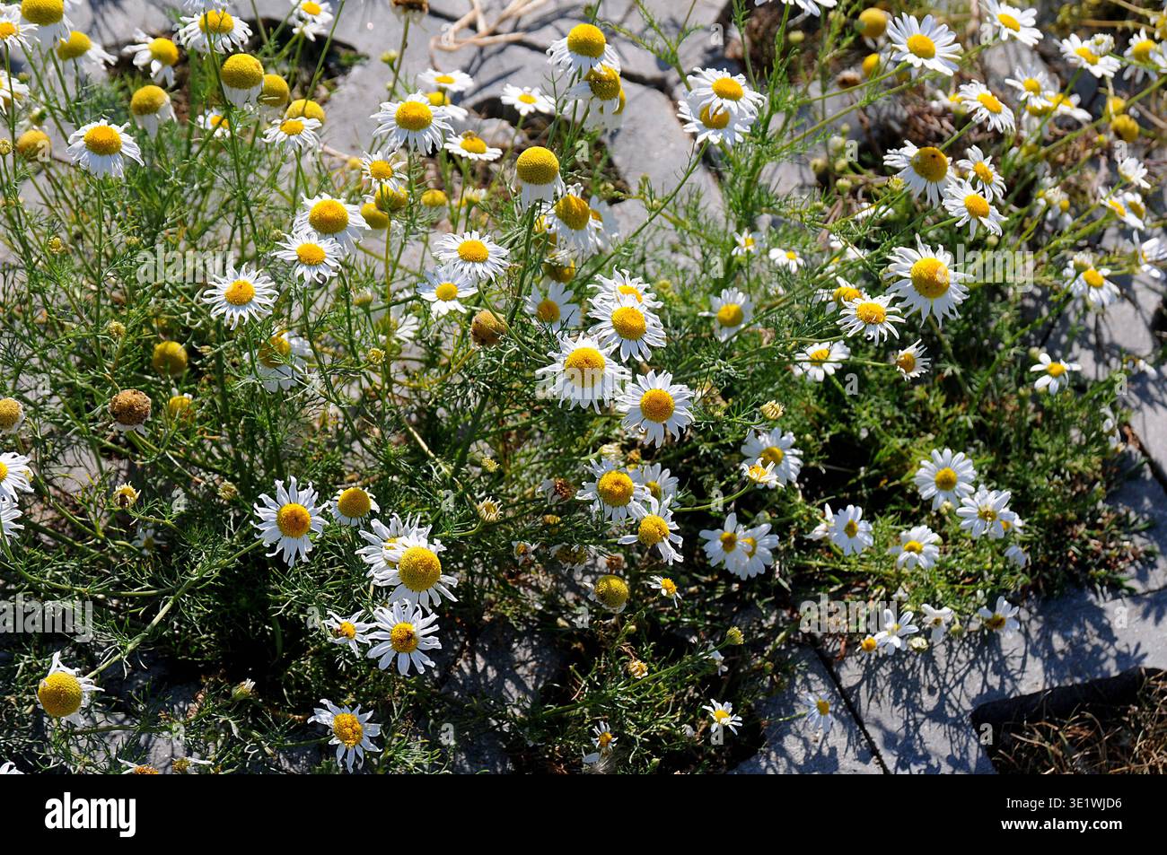 Copenhagen/Denmark 27.JULY 2018 Daisy flora in nature. . Photo.Francis ...