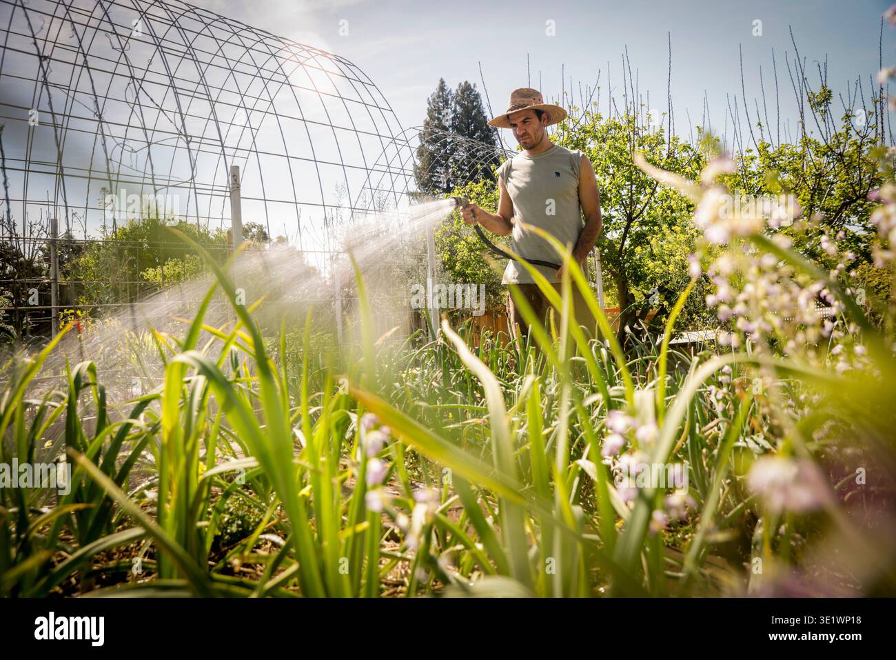 Gardener and beekeeper, Manuel "Manny" Garcia, waters vegetables at Fig ...