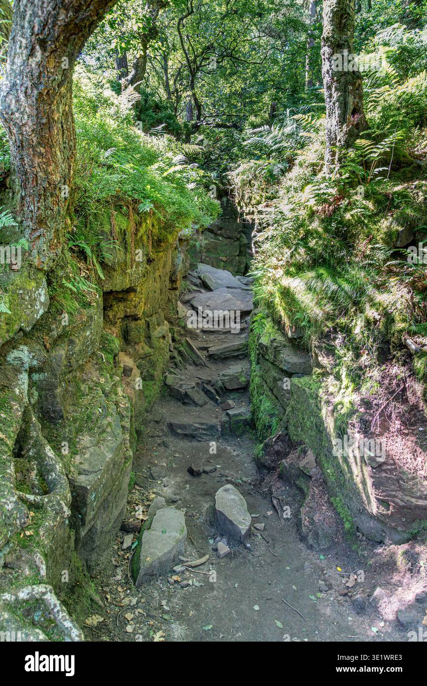 An entrance to Luds Church, a Millstone Grit chasm in the Peak District ...