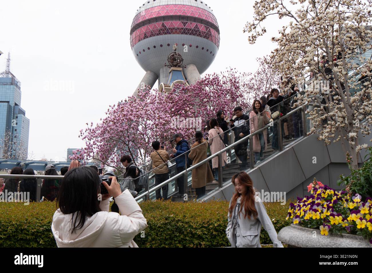 Magnolia trees in full bloom frame the Oriental Pearl Tower in Shanghai ...