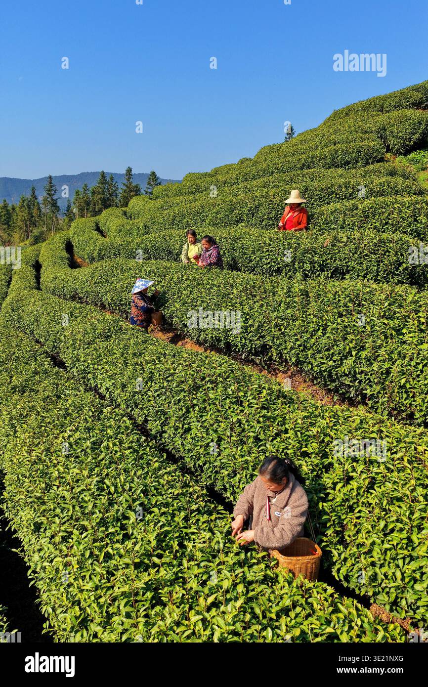 Tea farmers pick spring tea leaves at a tea plantation in Luotian Town ...