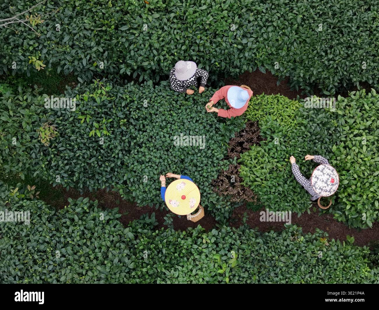 Tea farmers pick spring tea in Liucheng County, Liuzhou City, south ...