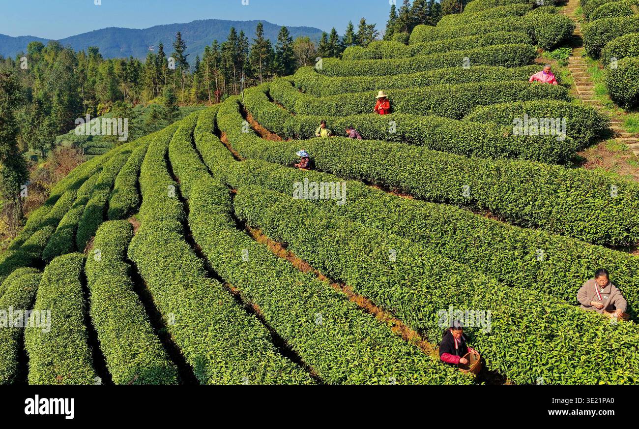Tea farmers pick spring tea leaves at a tea plantation in Luotian Town ...