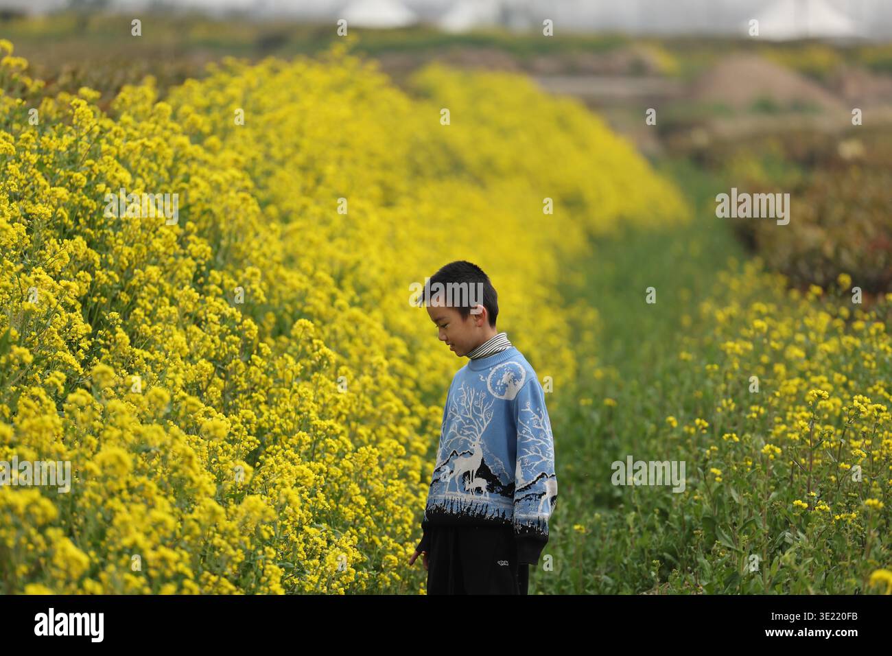 High-speed trains run past rapeseed flowers and tea plantations in ...