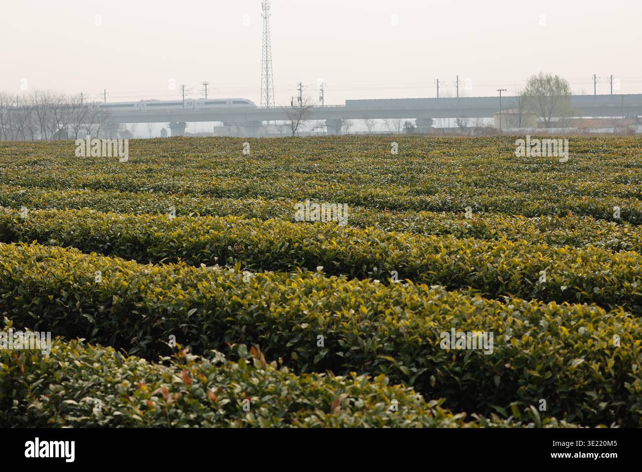High-speed trains run past rapeseed flowers and tea plantations in ...