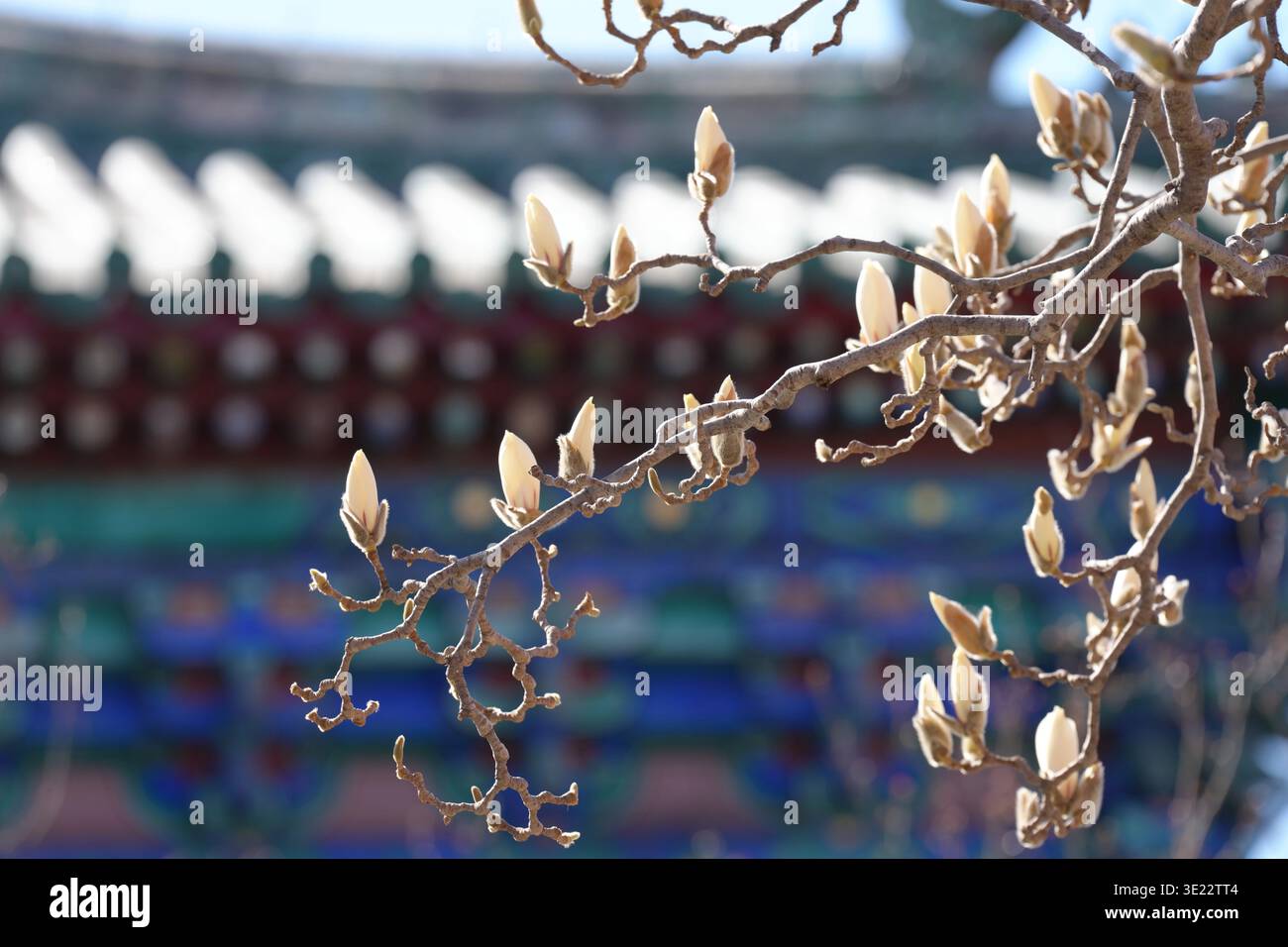 (260318) -- BEIJING, March 18, 2026 (Xinhua) -- This photo taken on ...