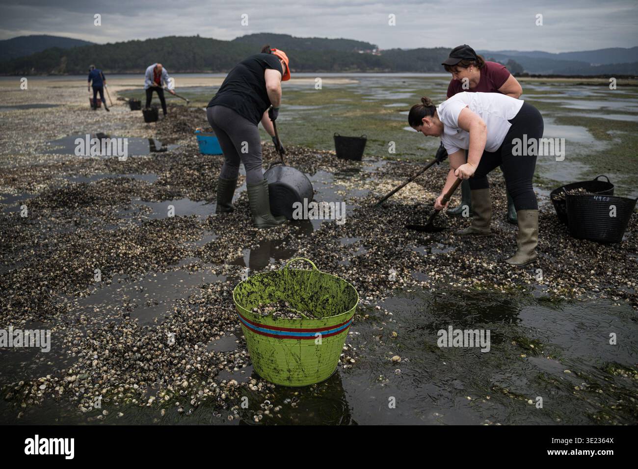 Shellfish gather shells and dead shellfish on Testal beach, 18 March ...