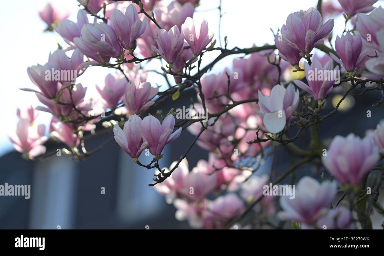 18.03.2026, xophax, Köln , Cologne , Frühling. Magnolien. Magnolie.Baum ...