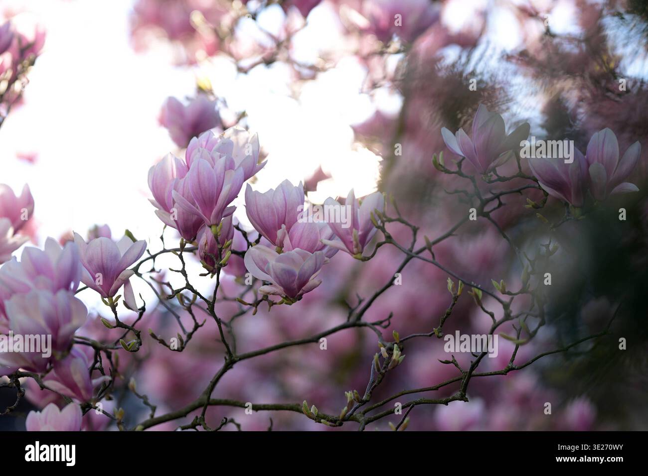 18.03.2026, xophax, Köln , Cologne , Frühling. Magnolien. Magnolie.Baum ...