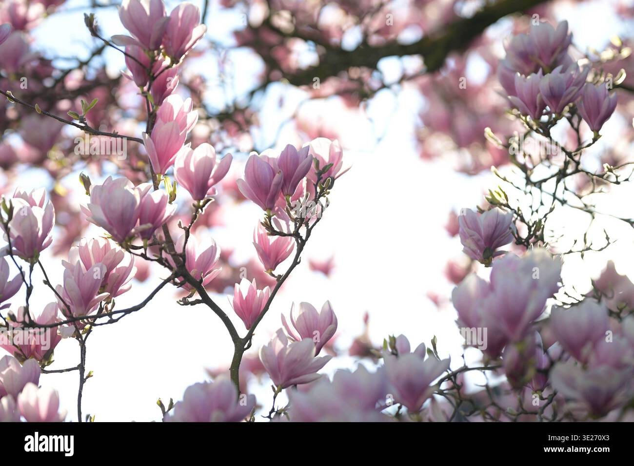 18.03.2026, xophax, Köln , Cologne , Frühling. Magnolien. Magnolie.Baum ...