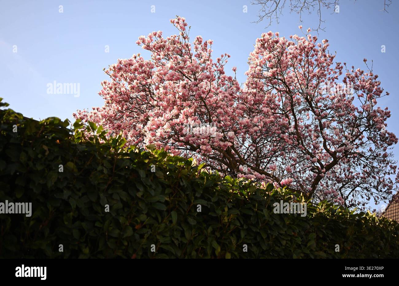 18.03.2026, xophax, Köln , Cologne , Frühling. Magnolien. Magnolie.Baum ...