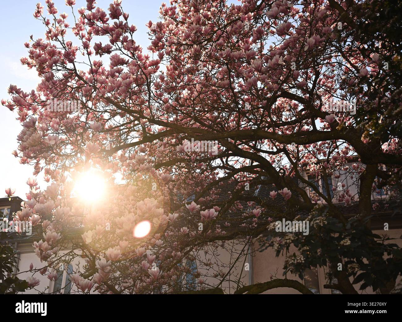 18.03.2026, xophax, Köln , Cologne , Frühling. Magnolien. Magnolie.Baum ...