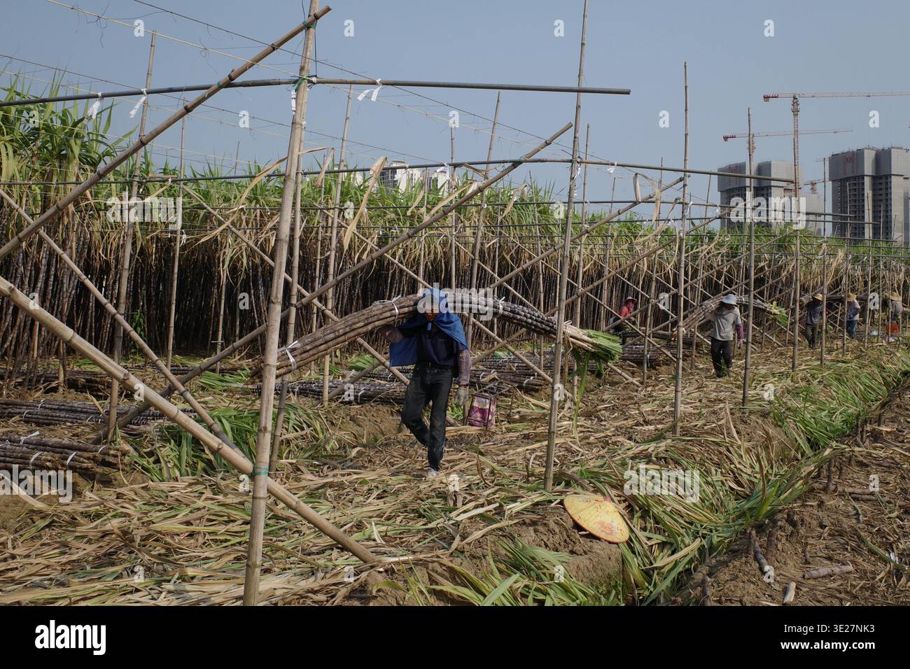 **CHINESE MAINLAND, HONG KONG, MACAU AND TAIWAN OUT**Farmers harvest ...