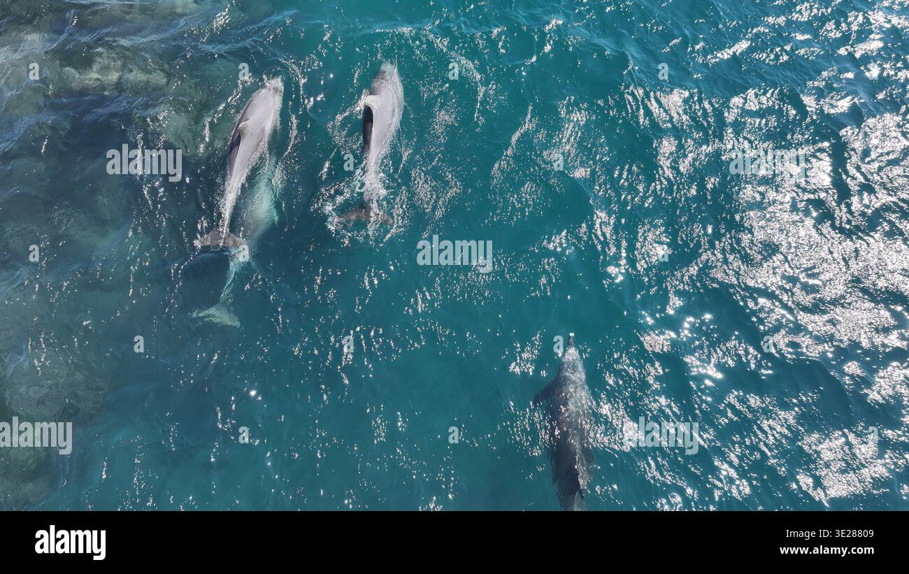 Bottlenose dolphins off Jeju Island A pod of Indo-Pacific bottlenose ...
