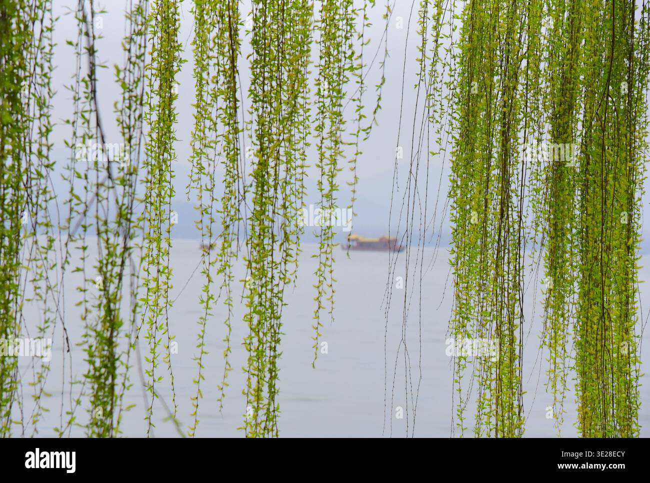 Peach blossoms and willow trees create picturesque spring scenery at ...
