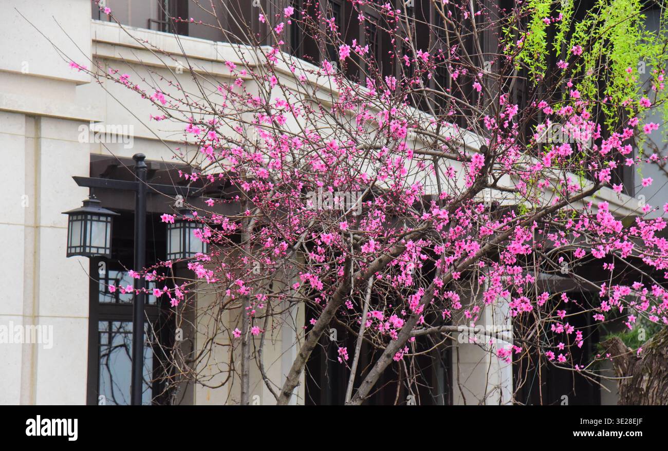 Peach blossoms and willow trees create picturesque spring scenery at ...