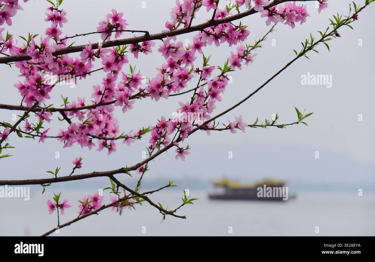 Peach blossoms and willow trees create picturesque spring scenery at ...