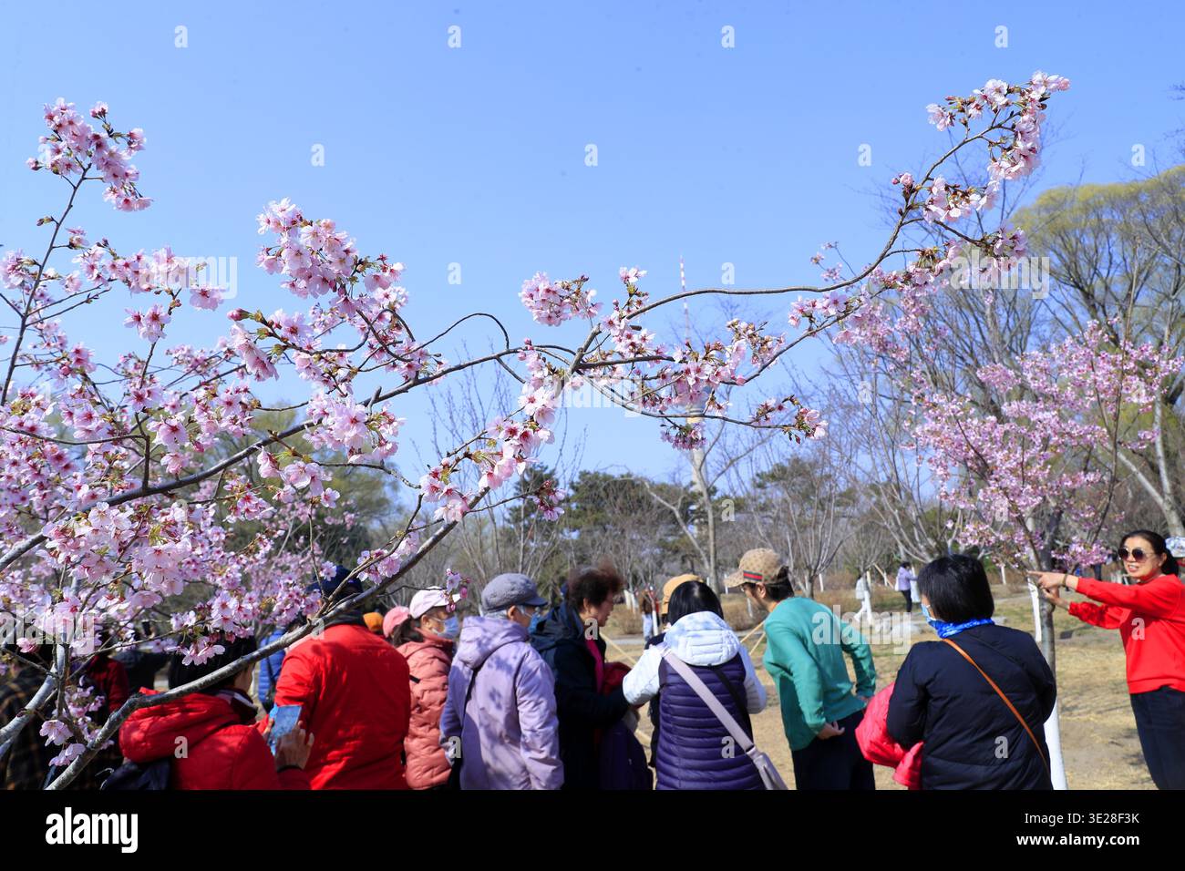 Visitors enjoy flowers and spring outings at Yuyuantan Park in Beijing ...