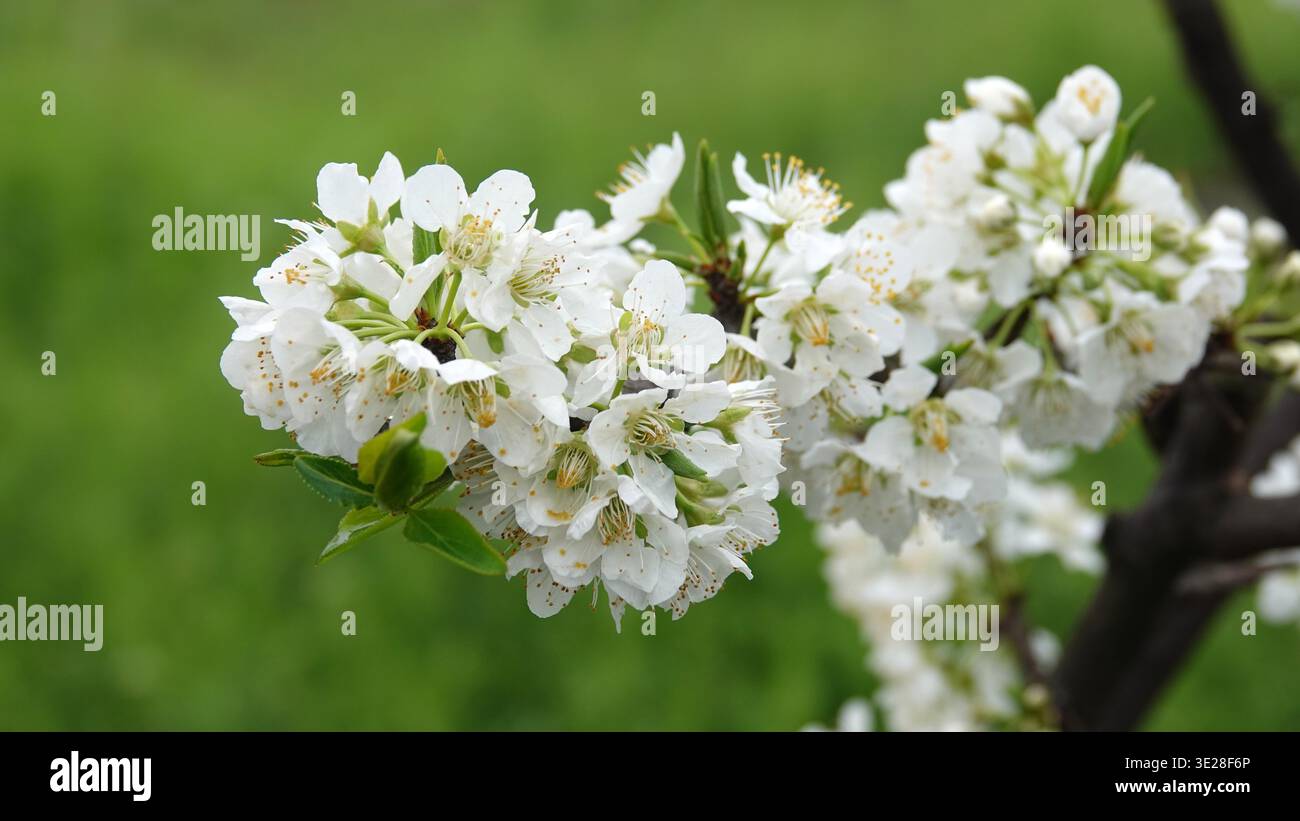 A 100-acre plum orchard is in full bloom in Rijin Village, Chengguan ...