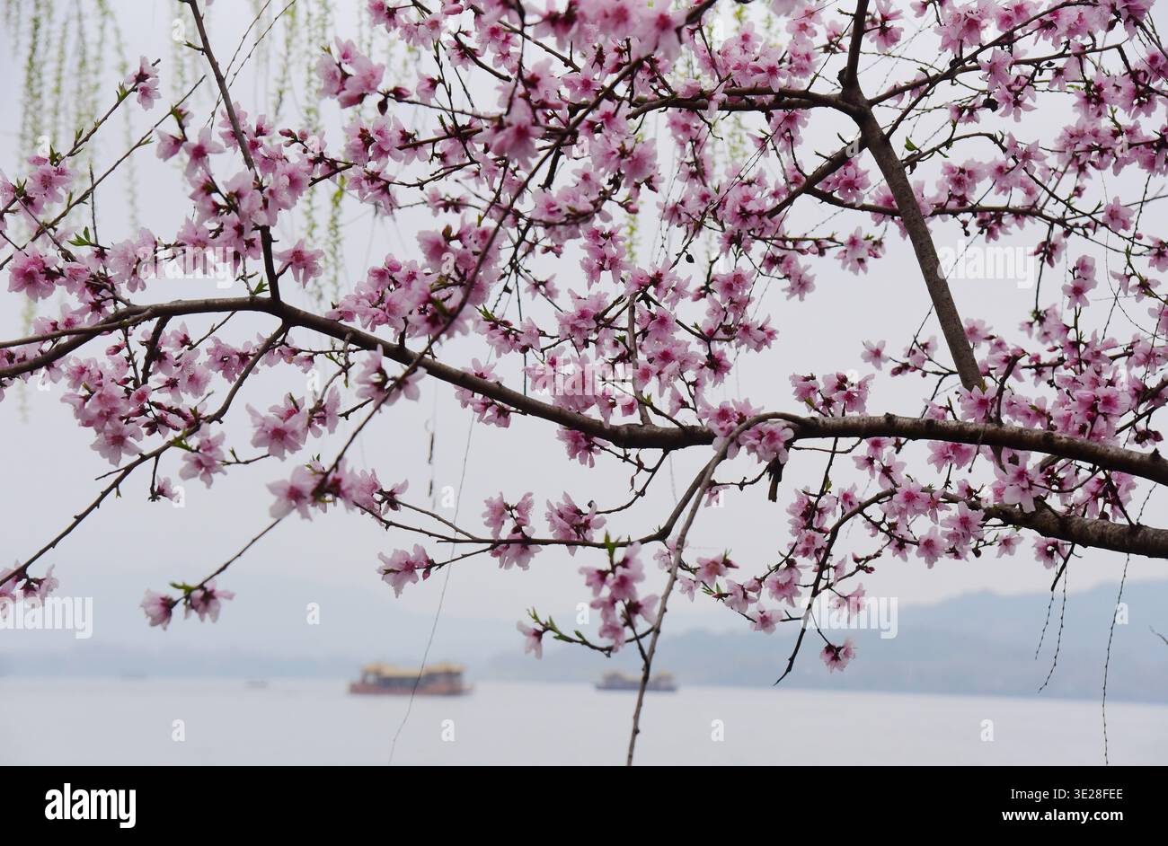 Peach blossoms and willow trees create picturesque spring scenery at ...