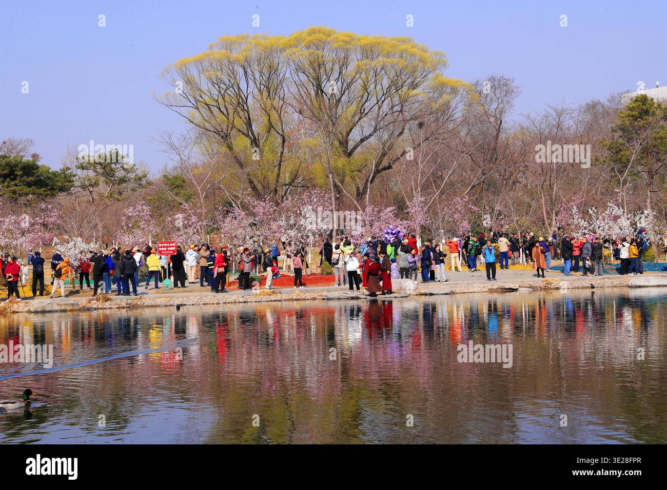 Visitors enjoy flowers and spring outings at Yuyuantan Park in Beijing ...