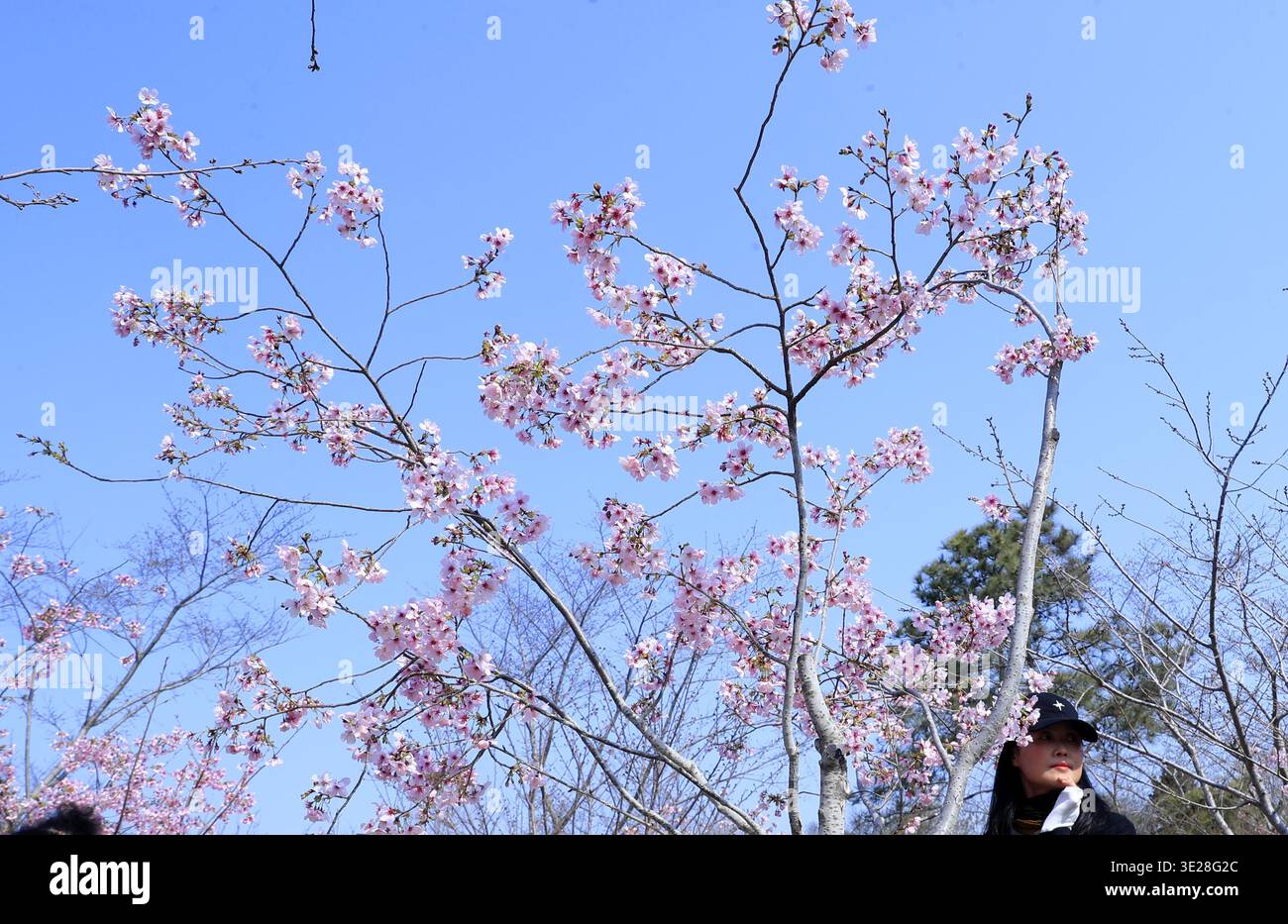 Visitors enjoy flowers and spring outings at Yuyuantan Park in Beijing ...