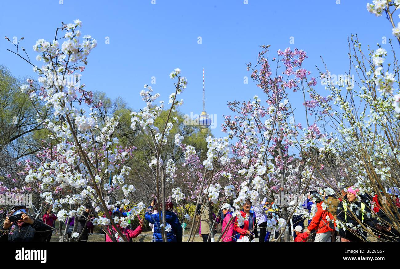 Visitors enjoy flowers and spring outings at Yuyuantan Park in Beijing ...