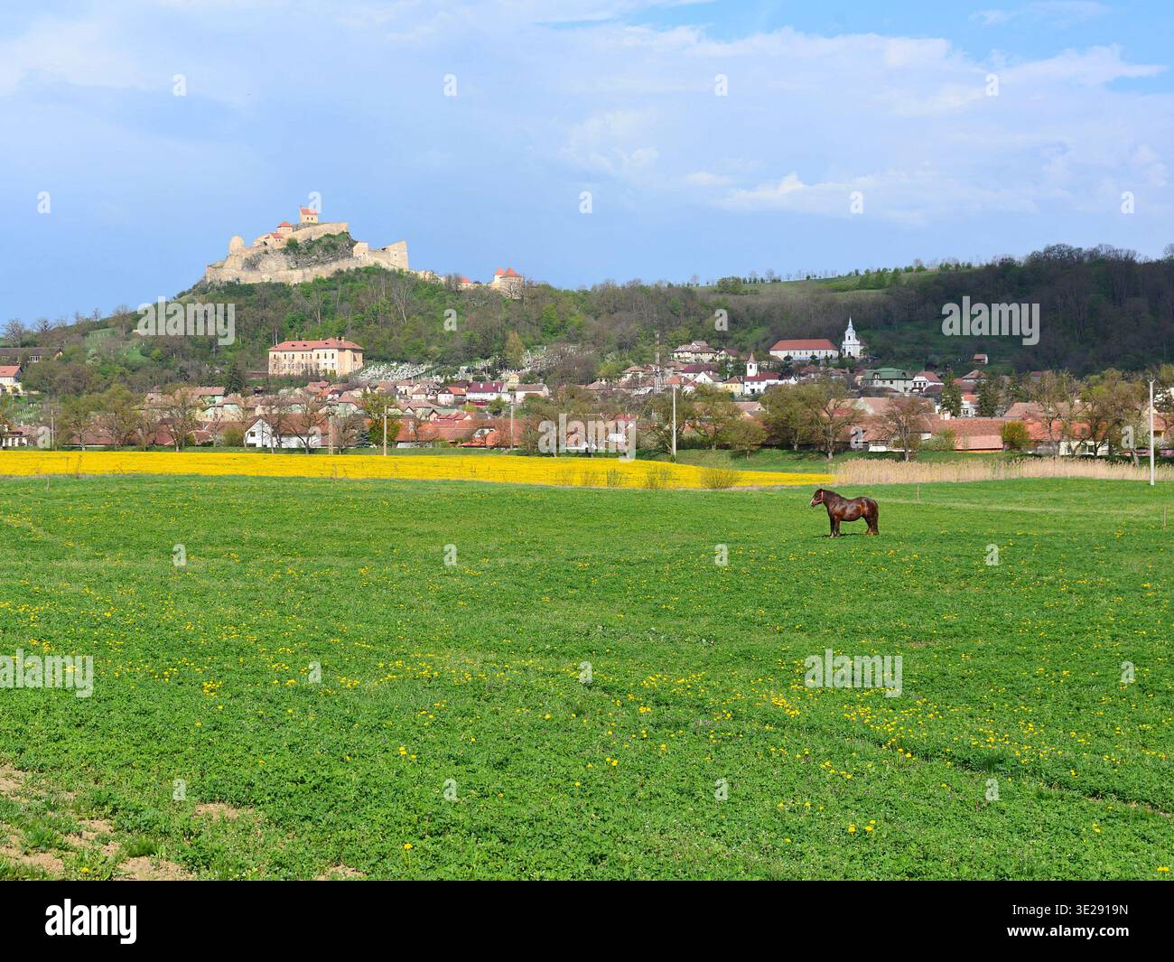 The first sunny days of spring, a lone horse in the colourful meadows ...