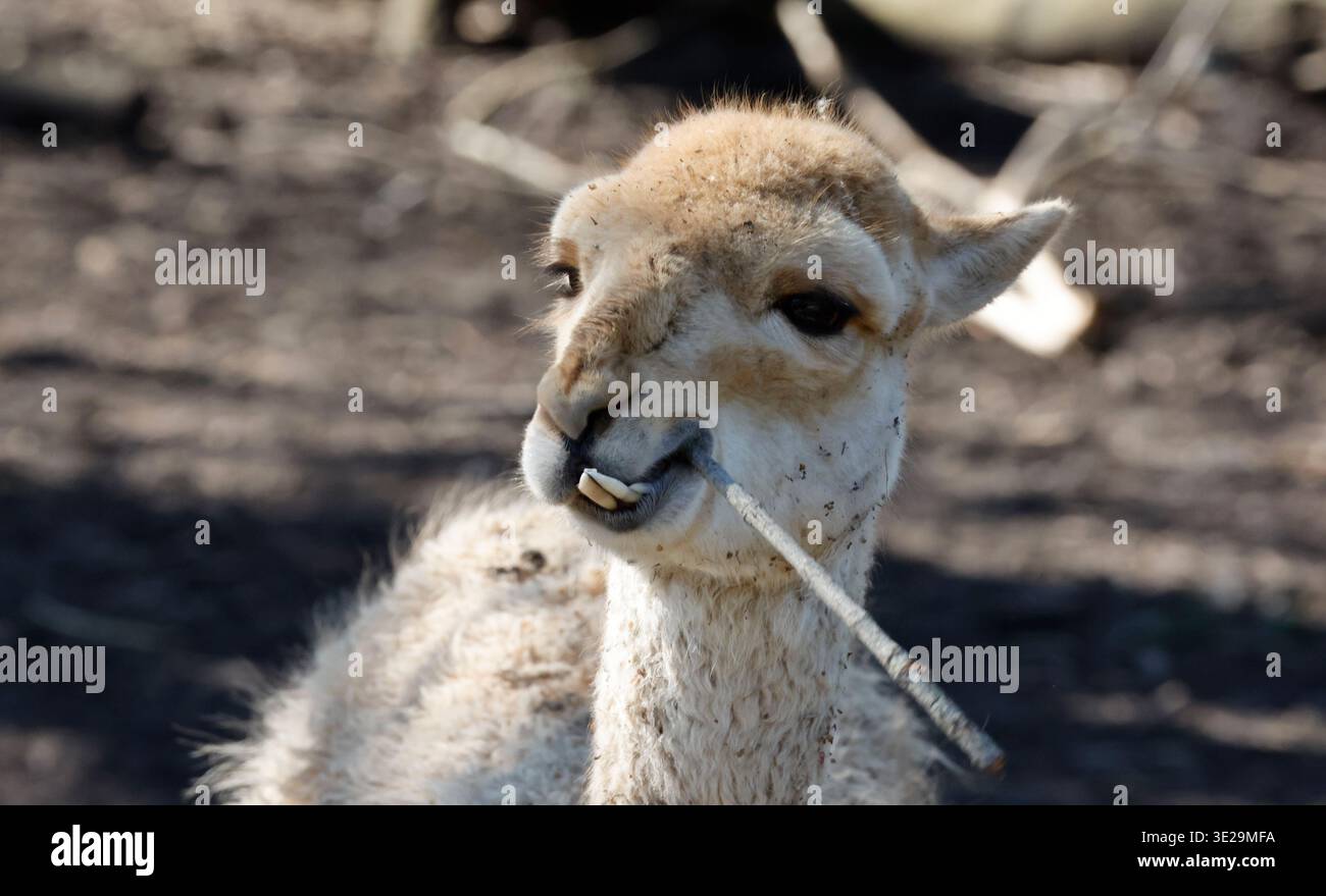 Vicuña (Vicugna vicugna), a wild South American camelid that is the ...