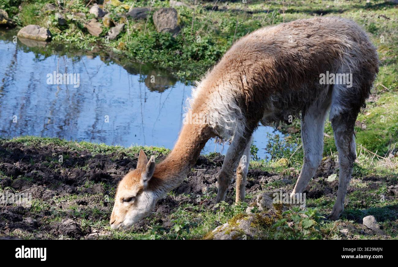 Vicuña (Vicugna vicugna), a wild South American camelid that is the ...