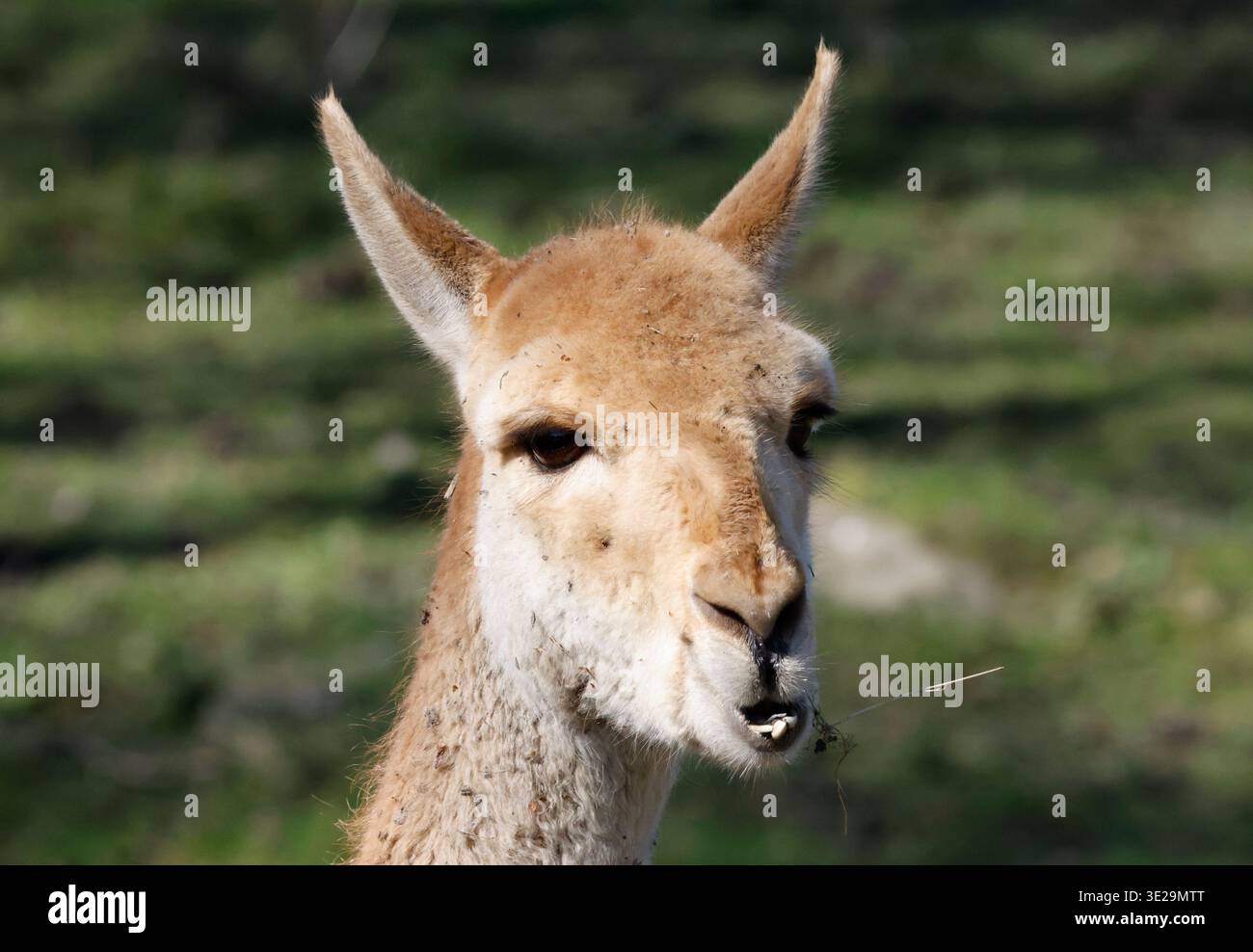 Vicuña (Vicugna vicugna), a wild South American camelid that is the ...