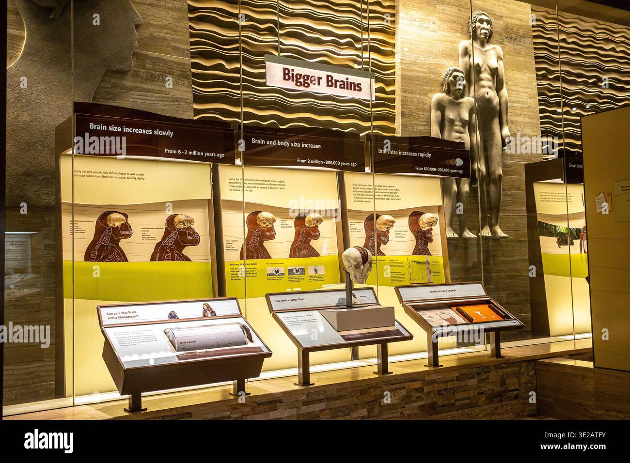 Human evolution museum display illustrating increasing brain sizes in ...