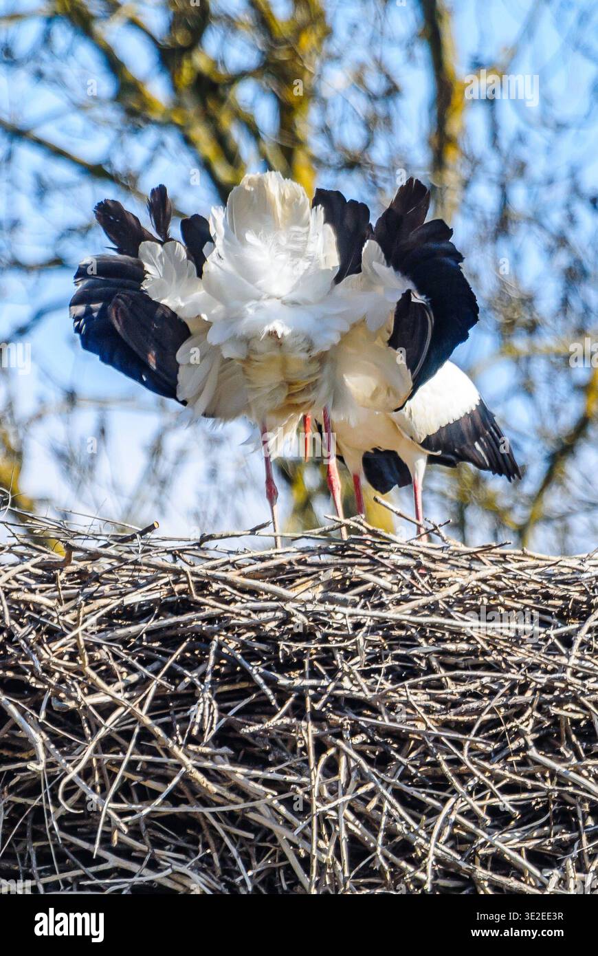 white stork Ciconia ciconia mating on a tree in the wwf auenreservat ...