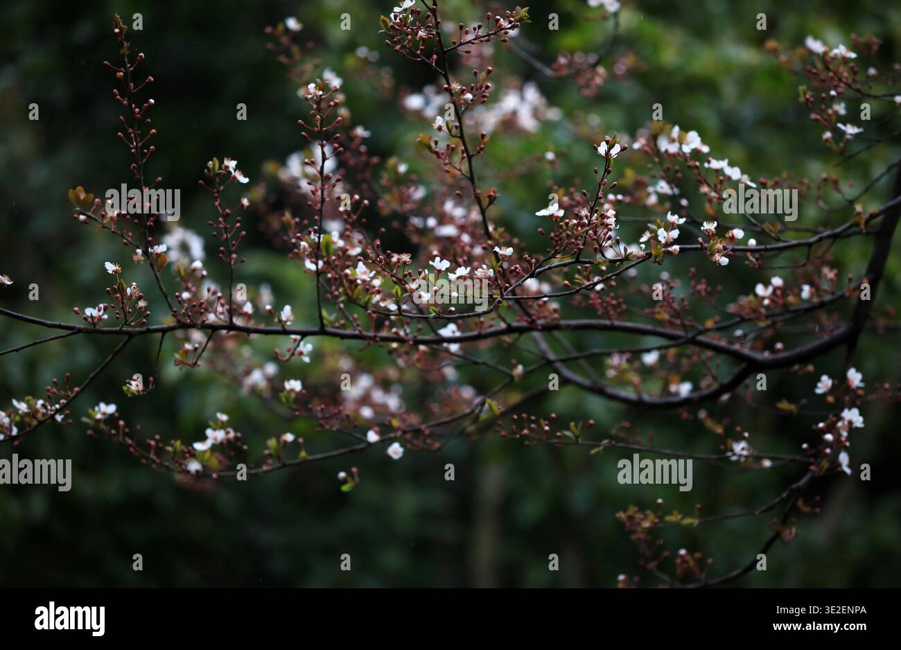 Purple-leaf plum trees blossom in Qingyanyuan Garden in Huai'an City ...