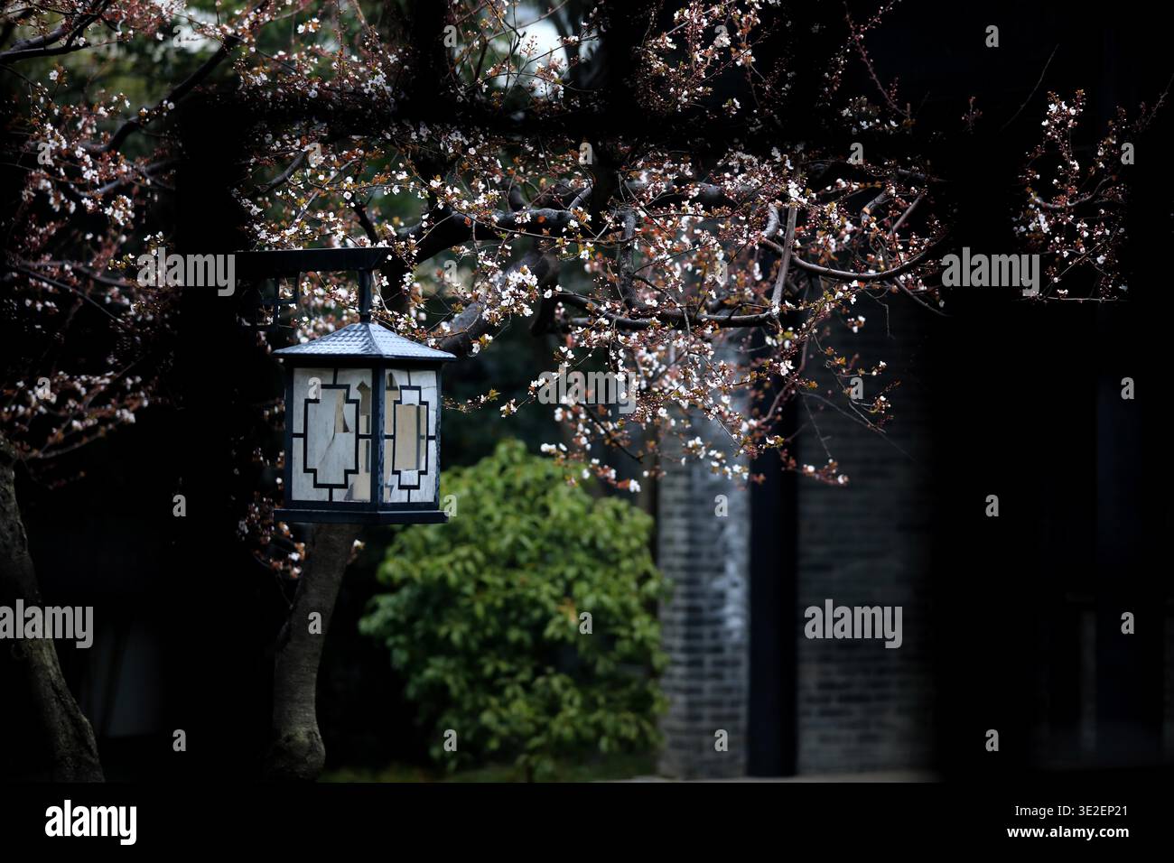 Purple-leaf plum trees blossom in Qingyanyuan Garden in Huai'an City ...