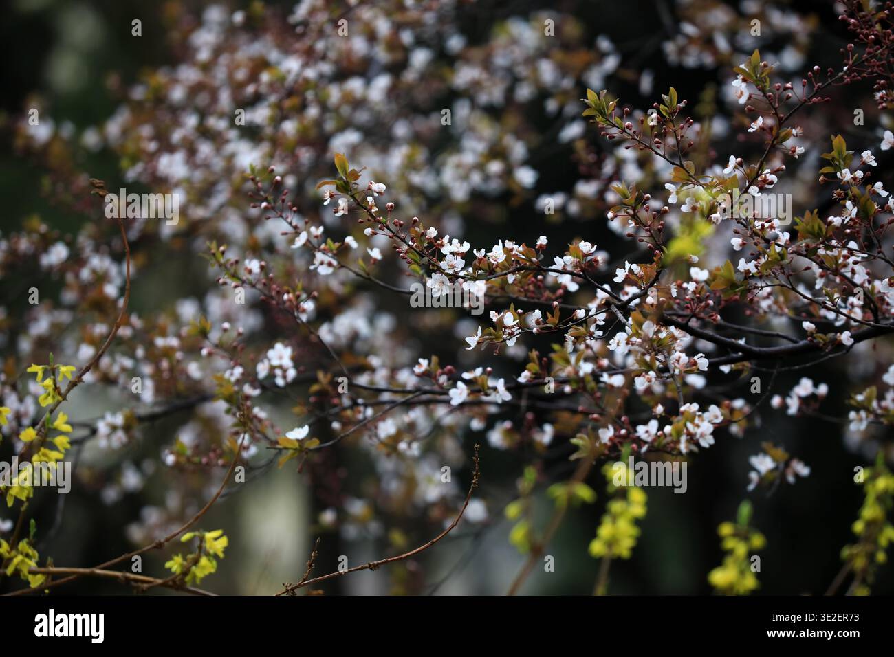 Purple-leaf plum trees blossom in Qingyanyuan Garden in Huai'an City ...