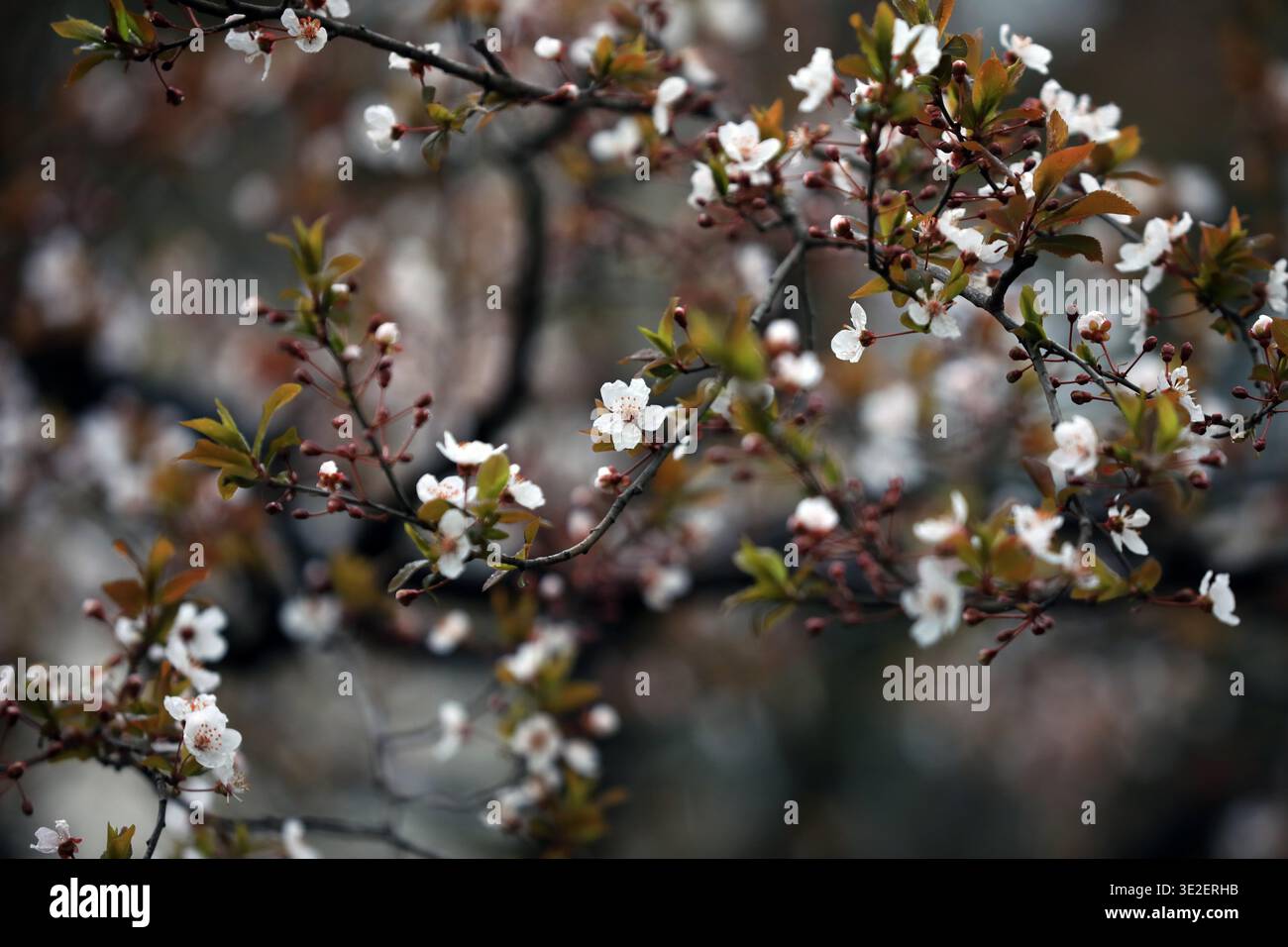 Purple-leaf plum trees blossom in Qingyanyuan Garden in Huai'an City ...