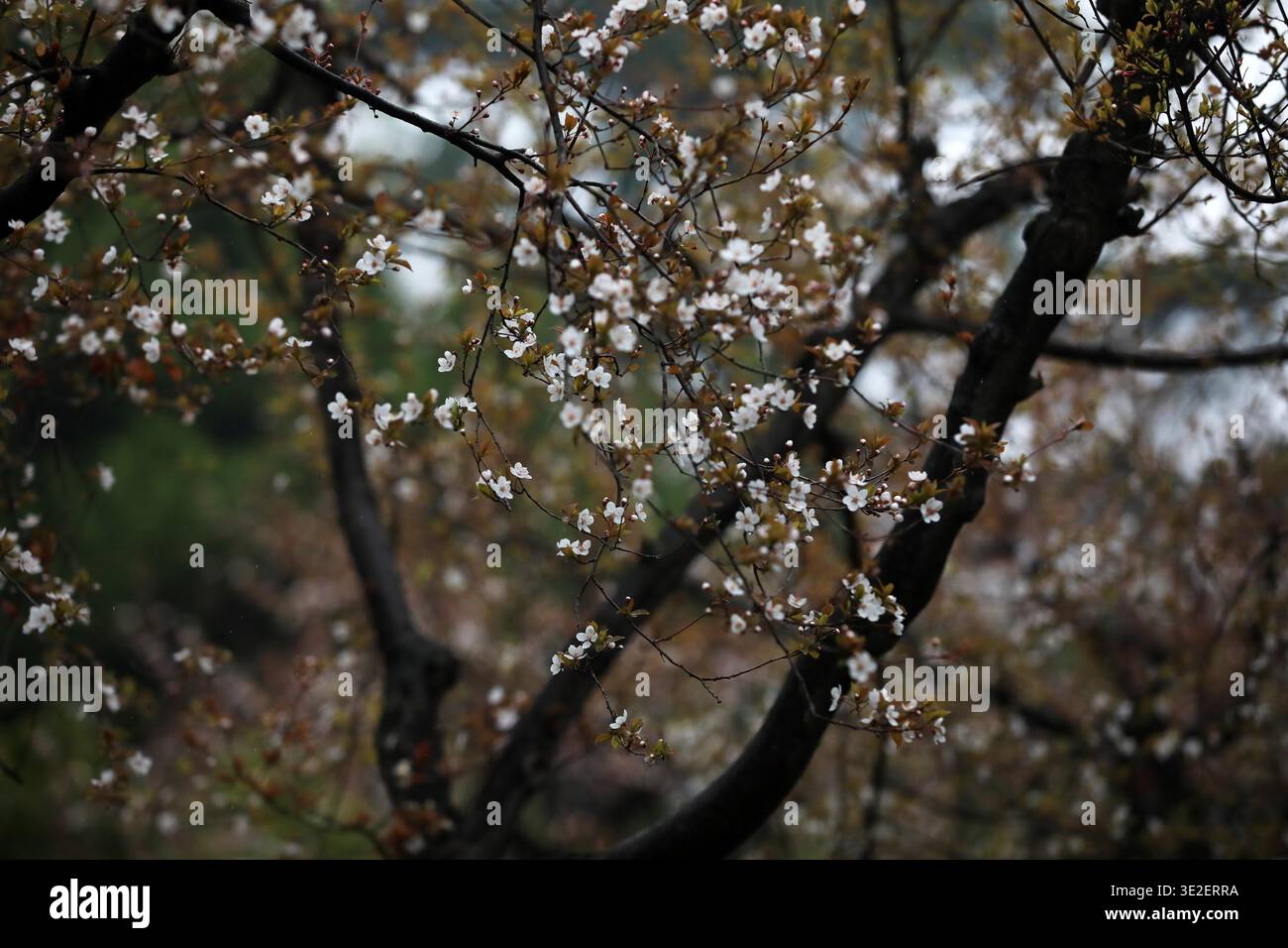 Purple-leaf plum trees blossom in Qingyanyuan Garden in Huai'an City ...