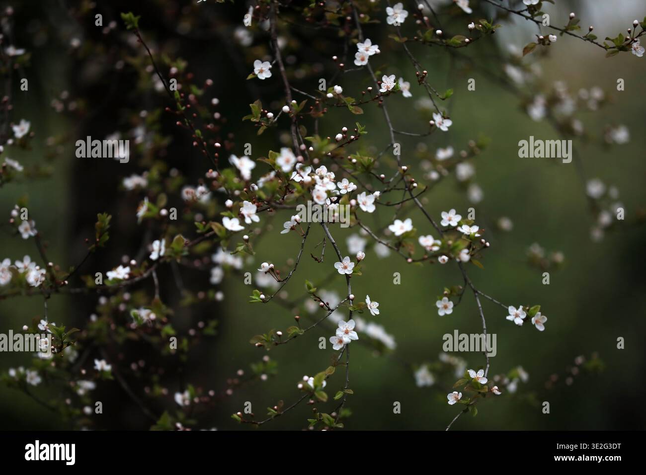 Purple-leaf plum trees blossom in Qingyanyuan Garden in Huai'an City ...