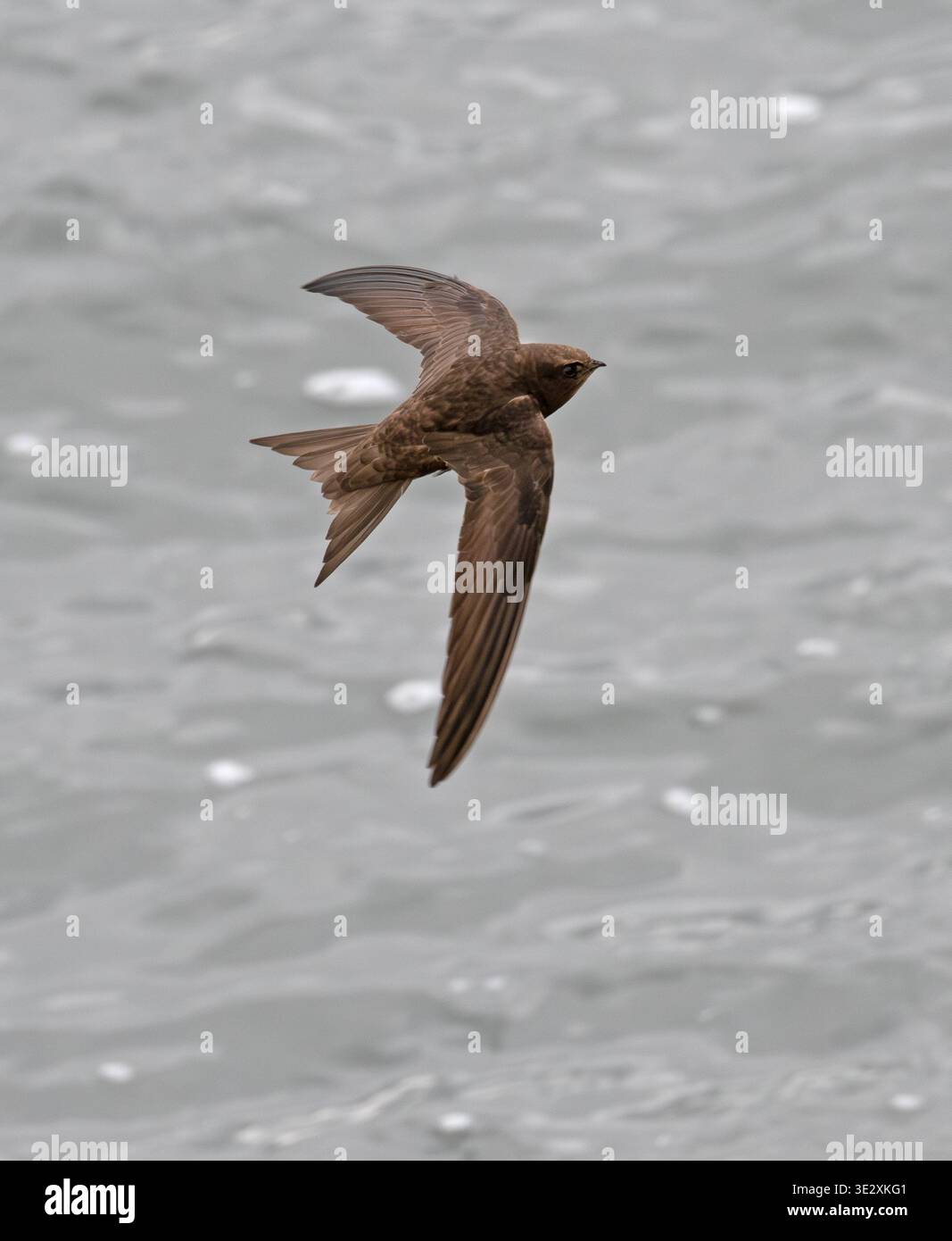 Common swift uk nest hi-res stock photography and images - Alamy