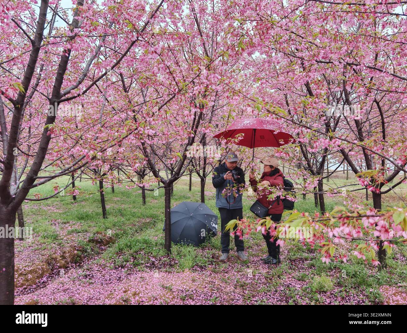 Cherry blossoms bloom at Shuihu Mountain in Dafang Village, Zengdian ...
