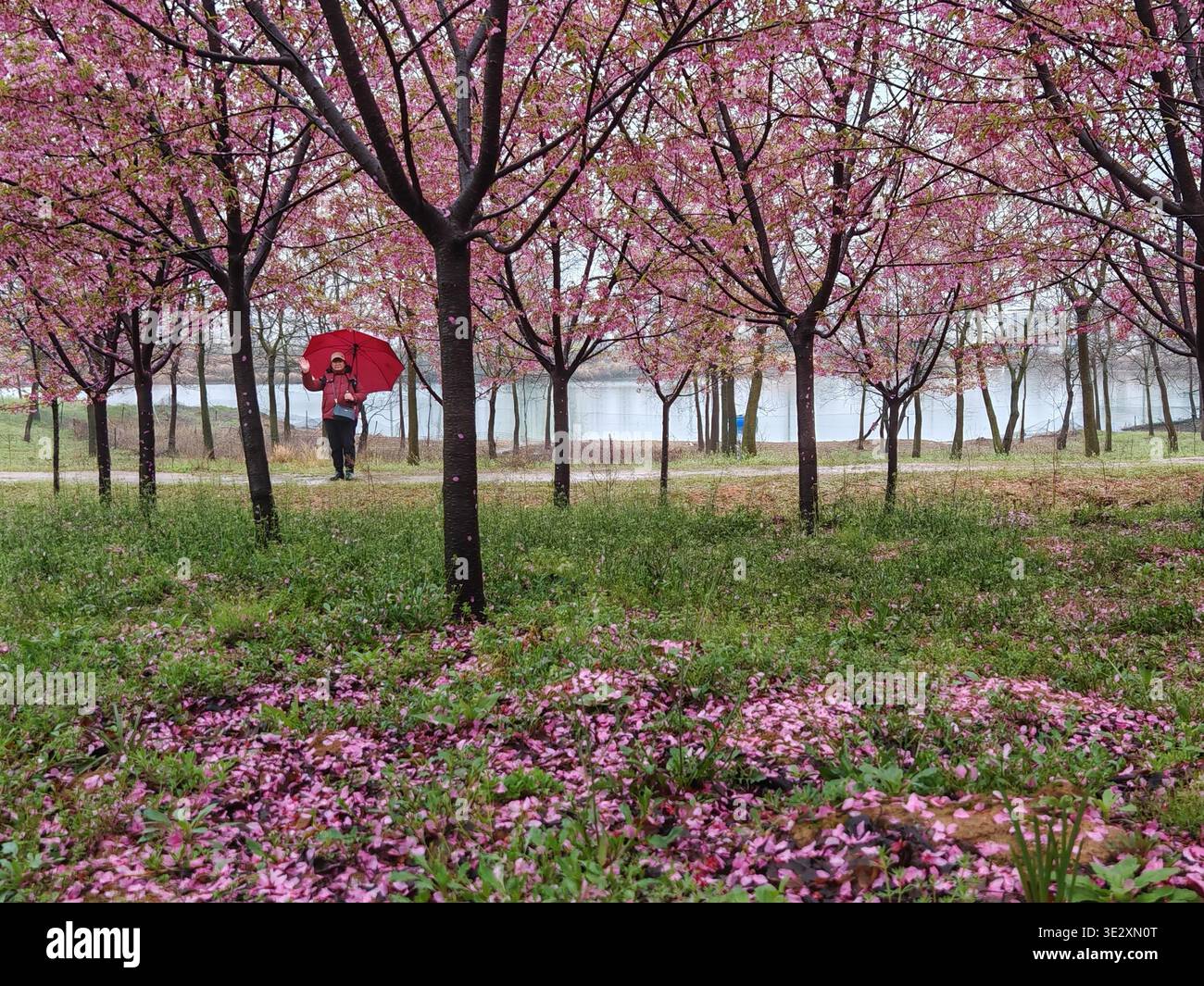 Cherry blossoms bloom at Shuihu Mountain in Dafang Village, Zengdian ...