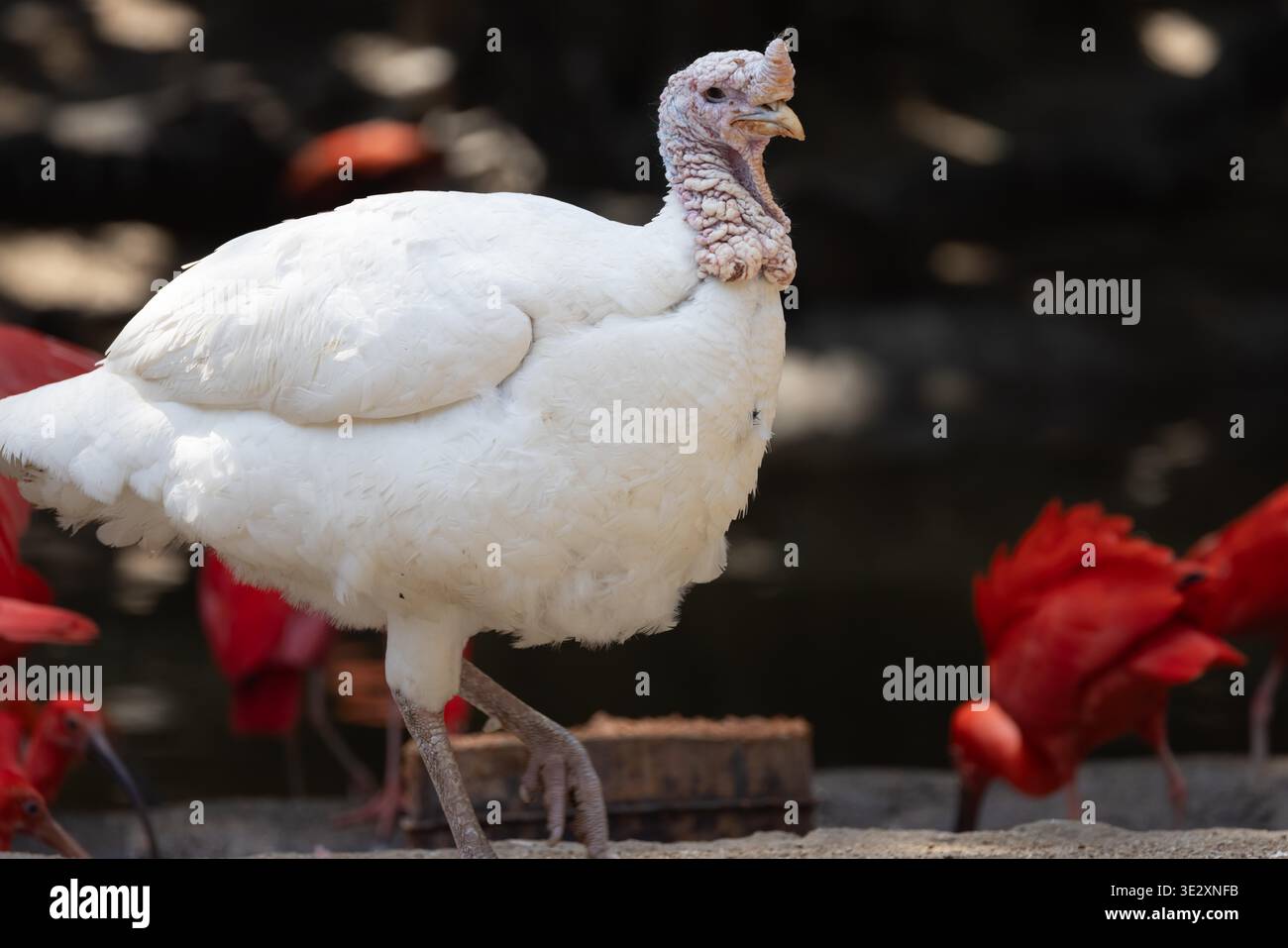 Animals at Chimelong Safari Park in Guangzhou City, south China's ...