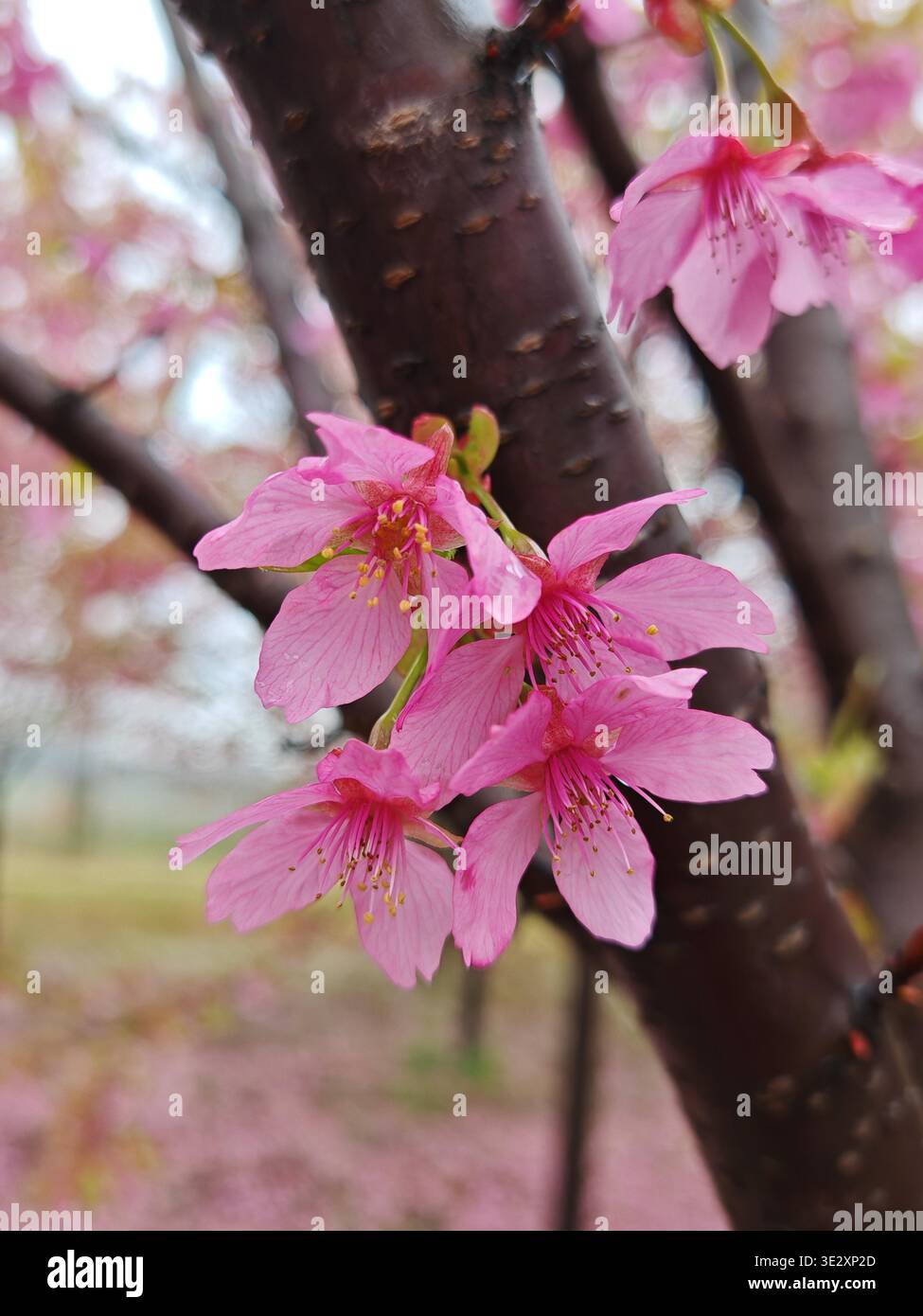 Cherry blossoms bloom at Shuihu Mountain in Dafang Village, Zengdian ...
