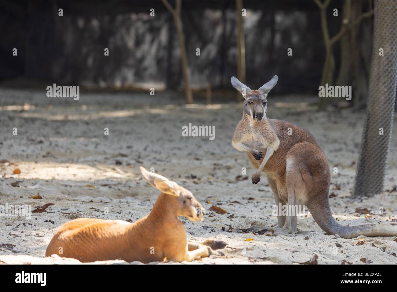 Animals at Chimelong Safari Park in Guangzhou City, south China's ...