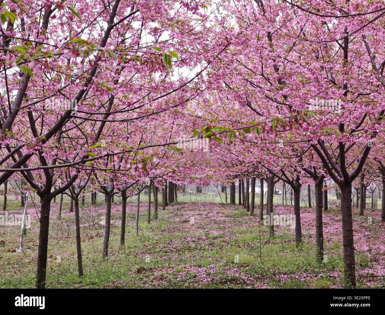 Cherry blossoms bloom at Shuihu Mountain in Dafang Village, Zengdian ...