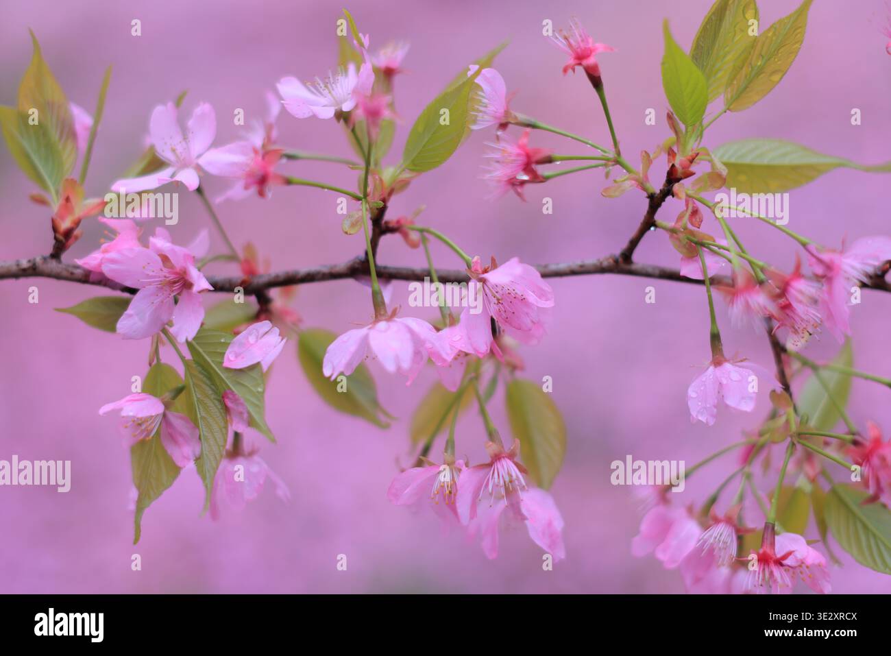 Cherry blossoms bloom at Shuihu Mountain in Dafang Village, Zengdian ...