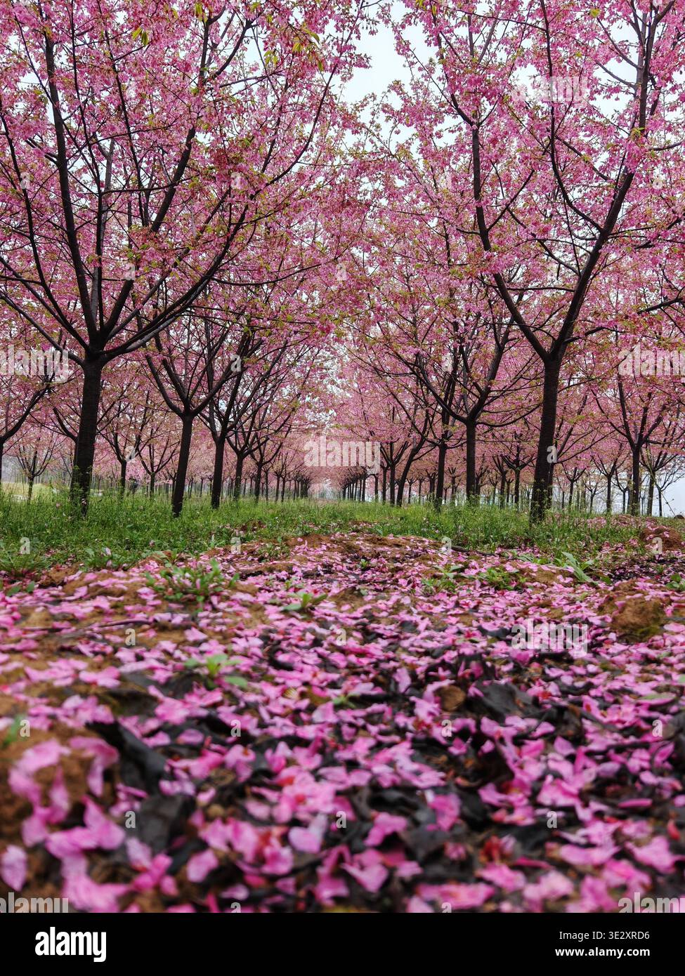 Cherry blossoms bloom at Shuihu Mountain in Dafang Village, Zengdian ...
