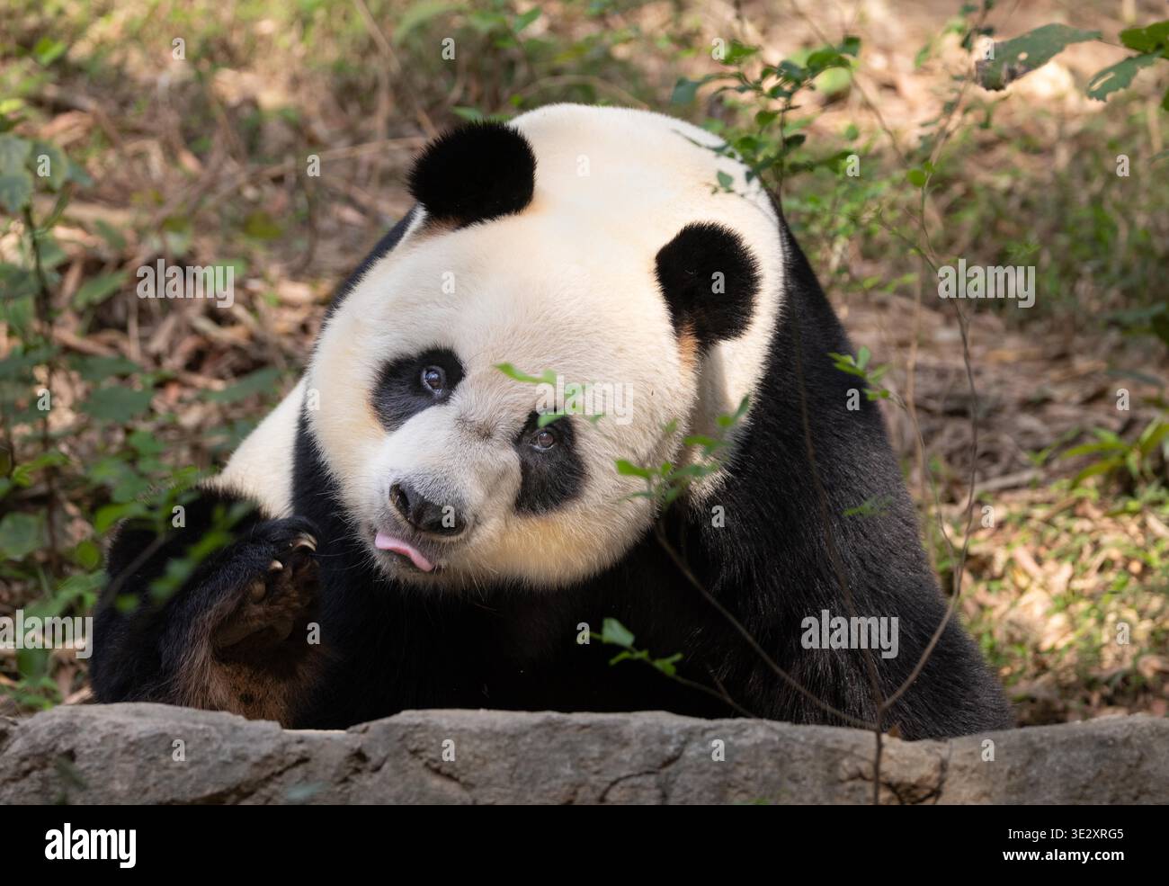 Animals at Chimelong Safari Park in Guangzhou City, south China's ...